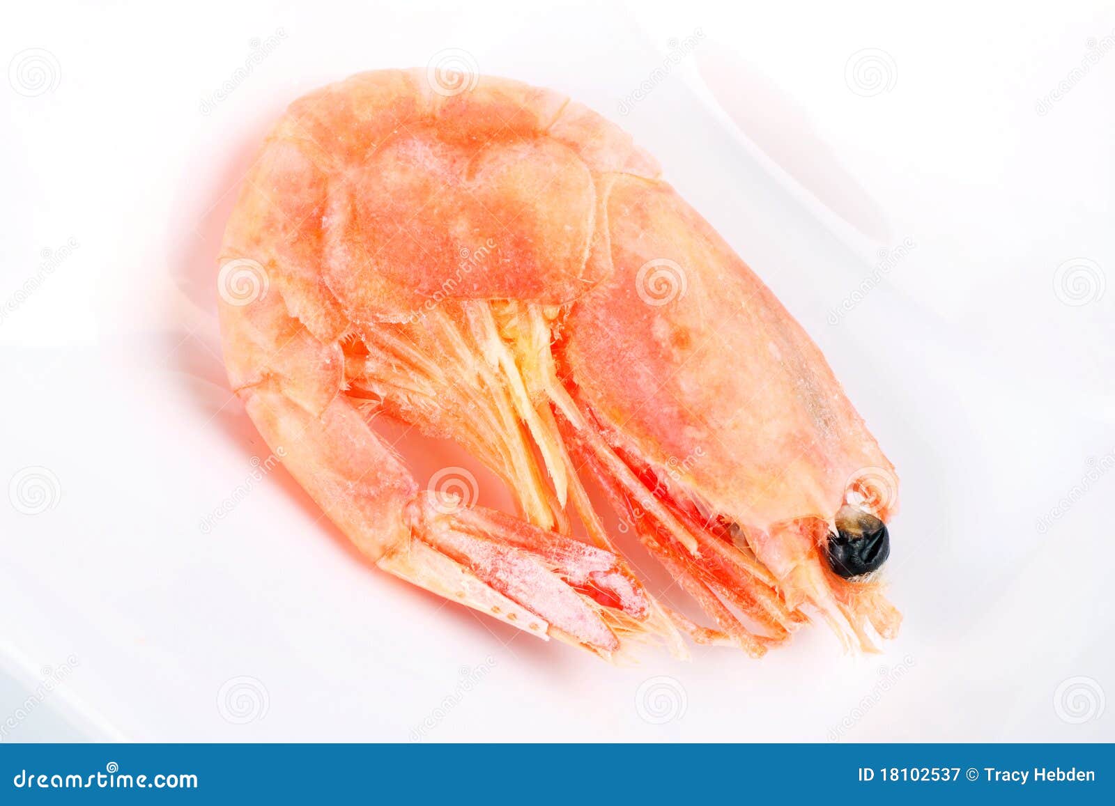 Gamba imagen de archivo. Imagen de comestible, maloliente - 18102537