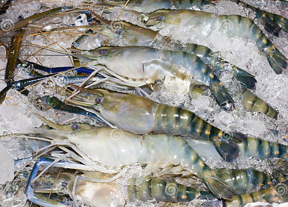 Gamba foto de archivo. Imagen de gamba, profundamente - 27725624