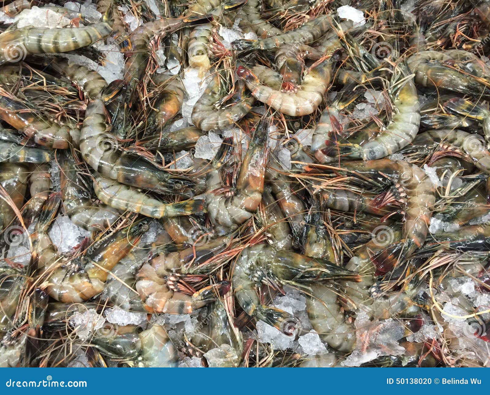 Gamba foto de archivo. Imagen de gamba, hielo, mercado - 50138020