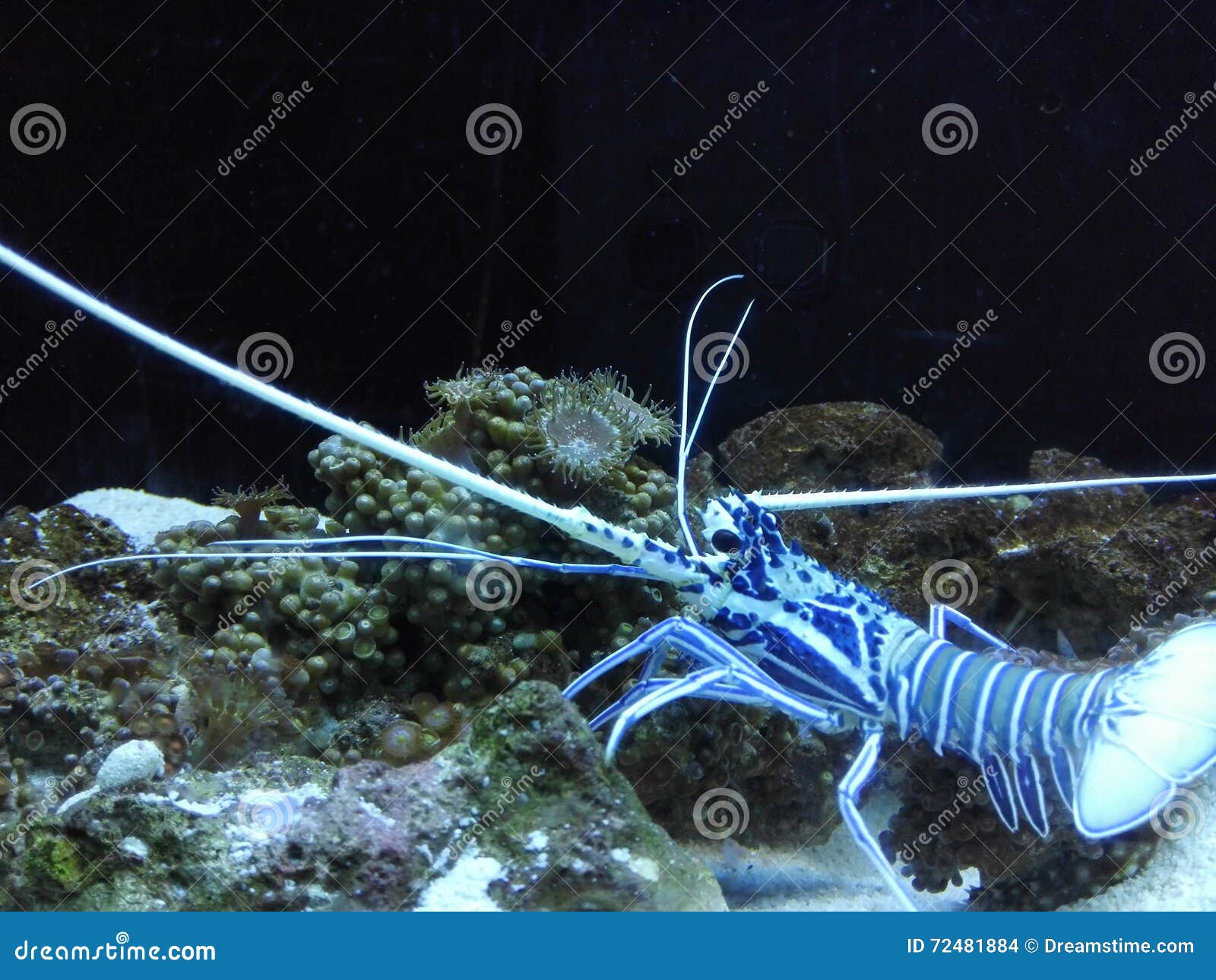 Gamba azul foto de archivo. Imagen de tailandés, tailandia - 72481884