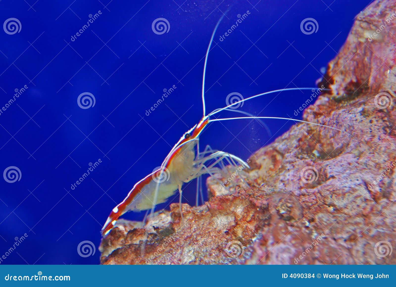 Gamba Colorida Dentro Del Acuario Foto de archivo - Imagen de agua ...