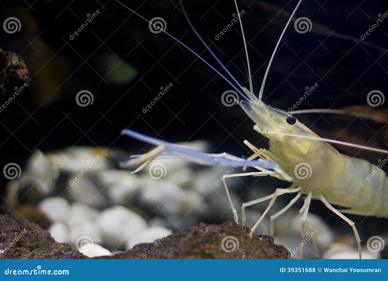 Gamba de río foto de archivo. Imagen de gigante, vida - 39351688