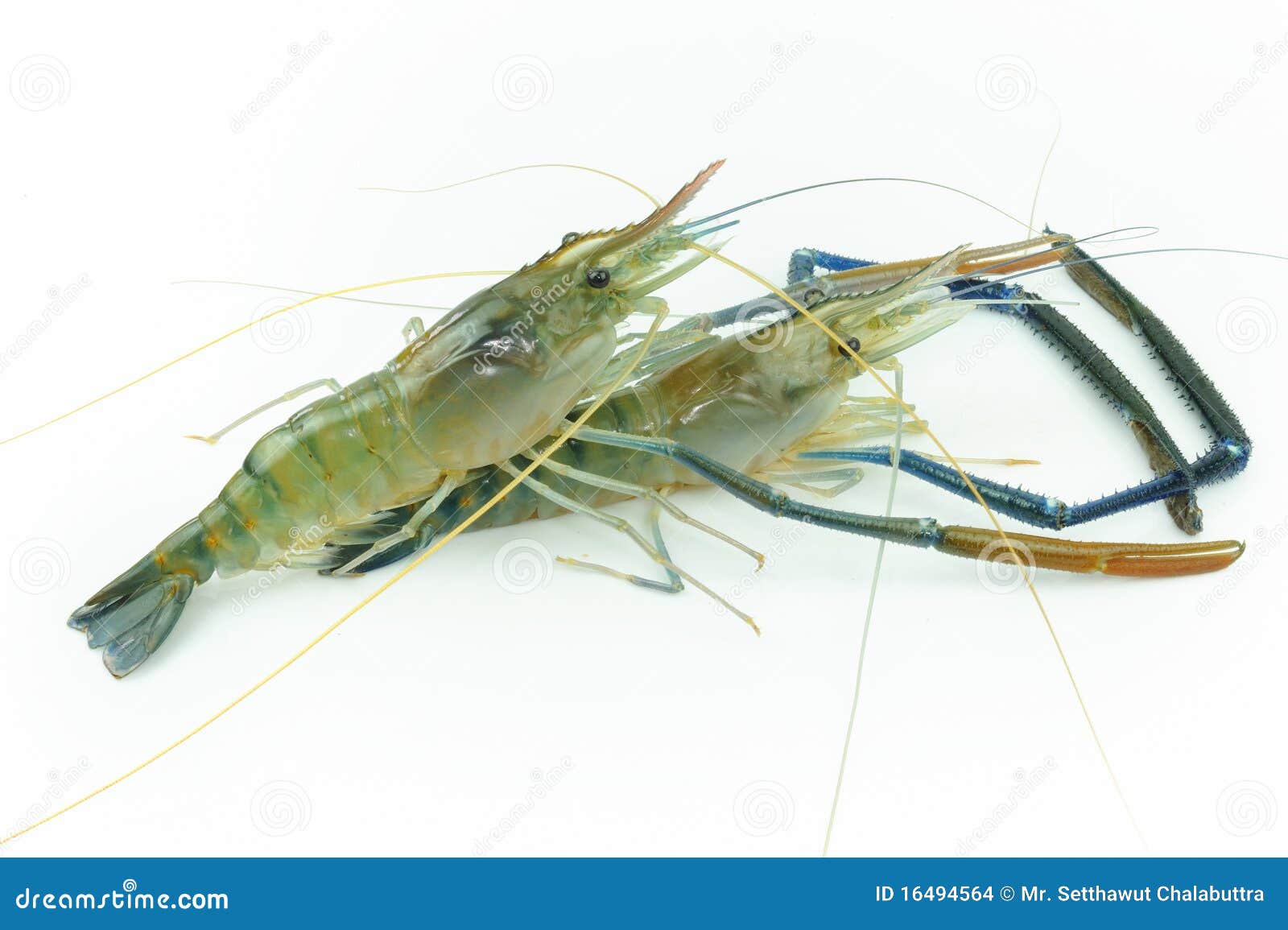 Gamba de río gigante foto de archivo. Imagen de pescados - 16494564