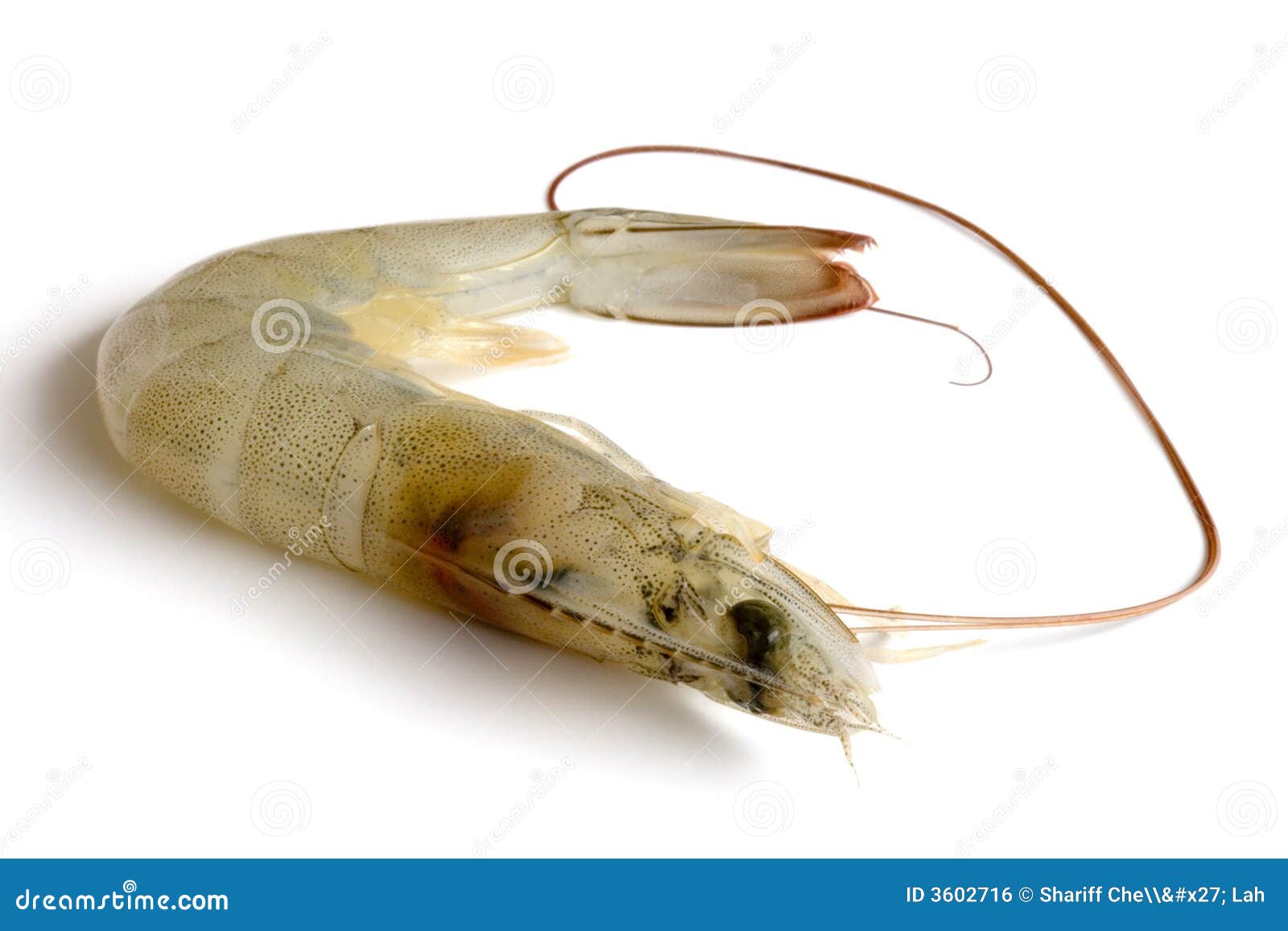 Gamba fresca foto de archivo. Imagen de alimento, gamba - 3602716
