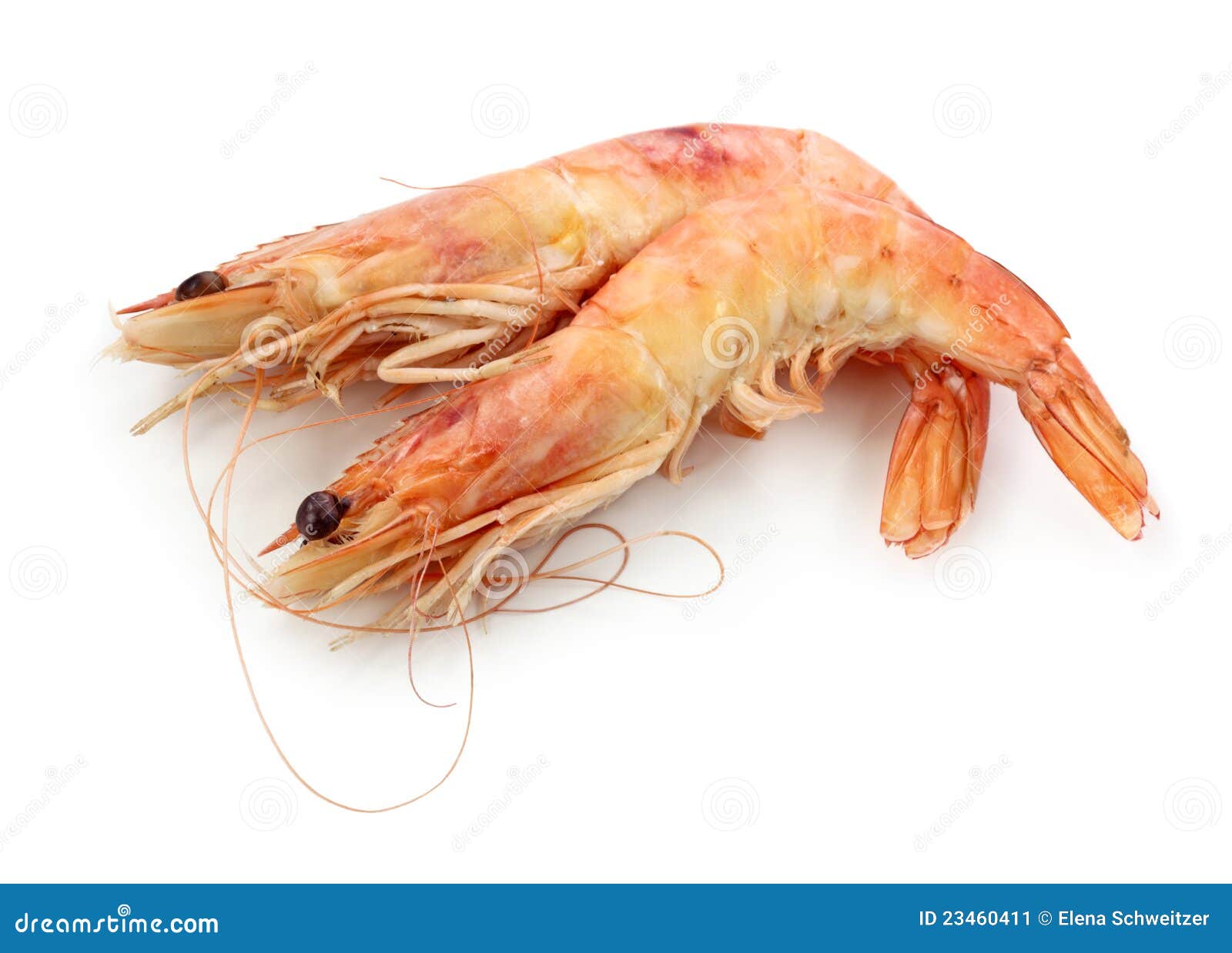 Gambas stock image. Image of lobster, seafood, gambas - 23460411