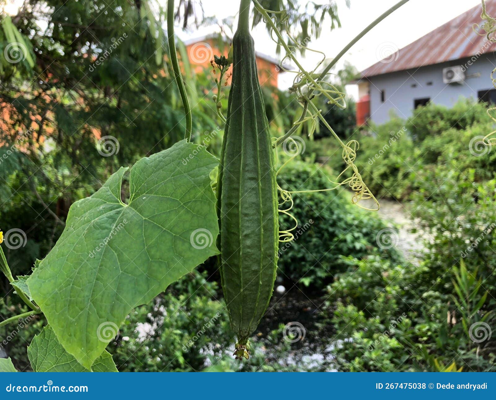 Gambas is a Type of Vegetable that Grows Wild in Indonesia Stock Photo ...