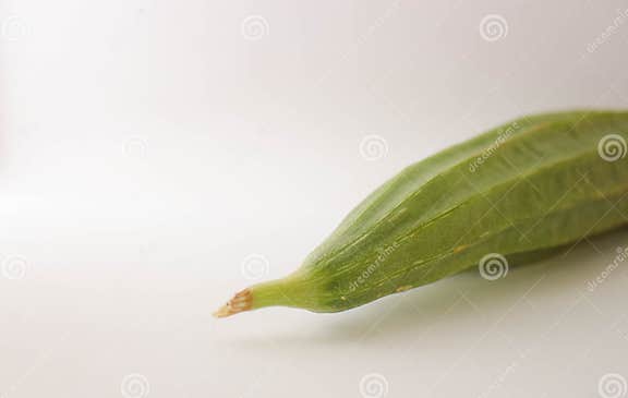Gambas Vegetable stock image. Image of harvest, closeup - 305900405