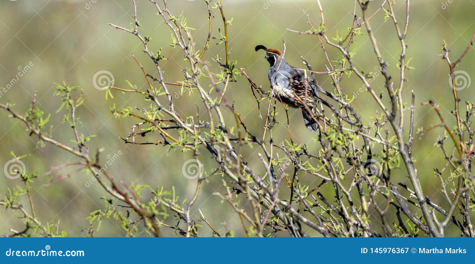 Gambel`s Quail in a Tree in Spring Stock Image - Image of early ...