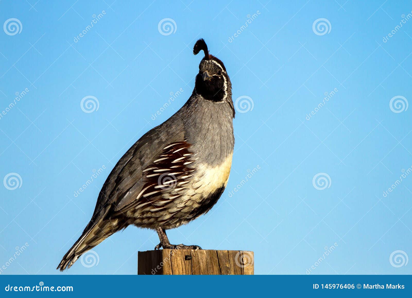 Gambel`s Quail on a Fence Post at Dawn Stock Photo - Image of gambelii ...