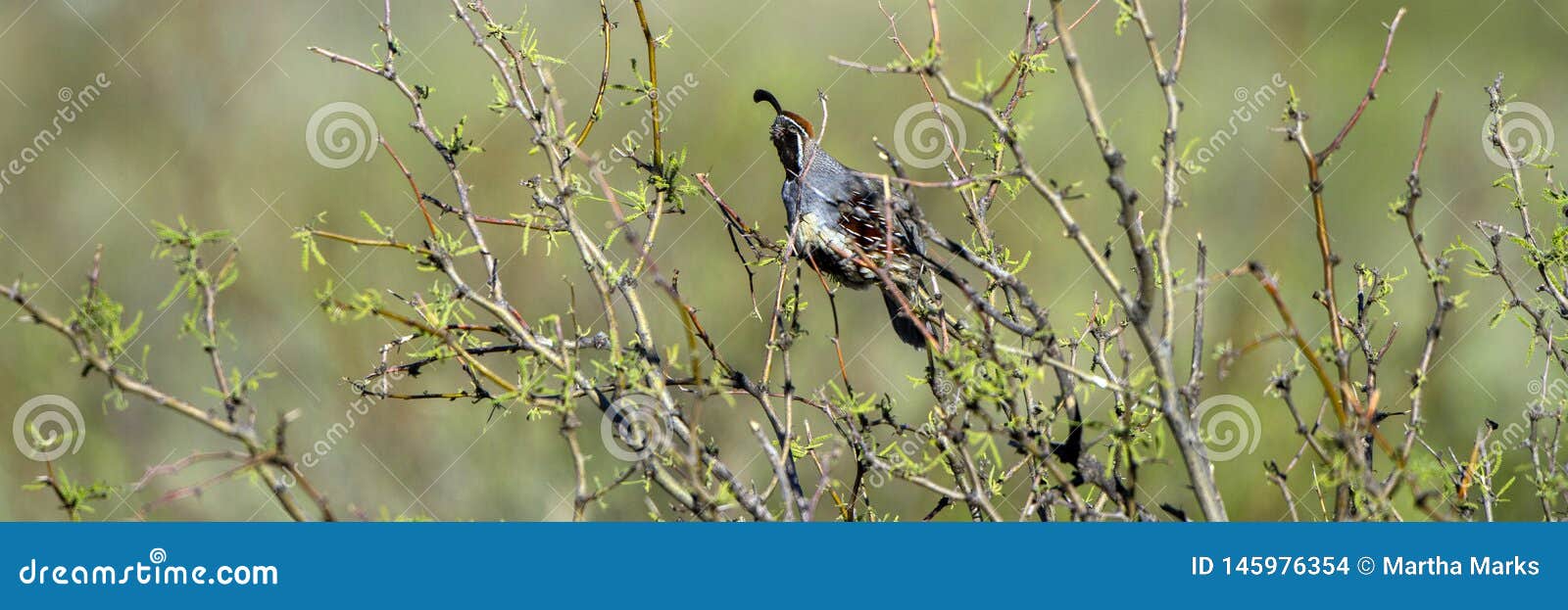 Gambel`s Quail in a Tree in Spring Stock Photo - Image of animal ...