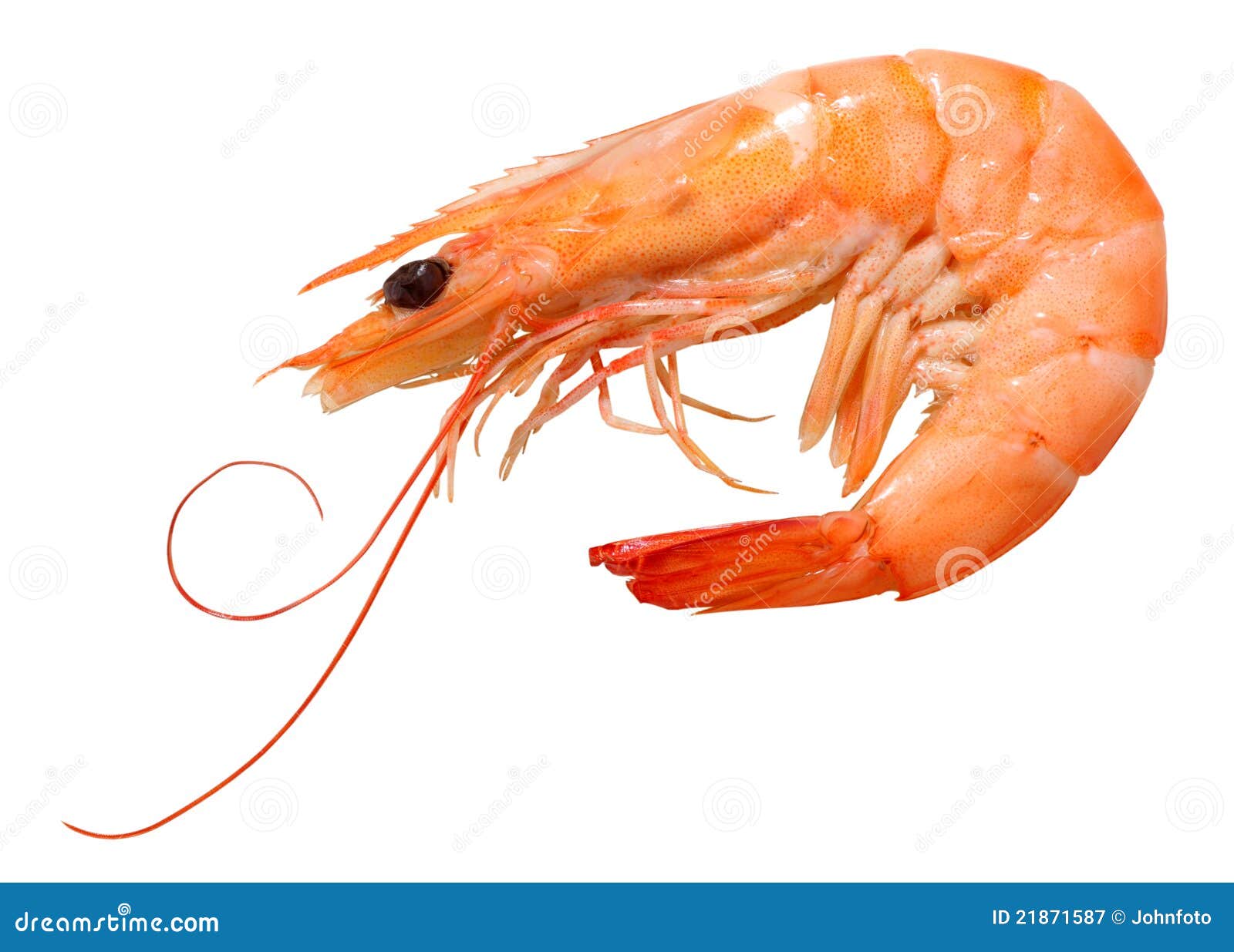 Gambero immagine stock. Immagine di alimento, crostacei - 21871587