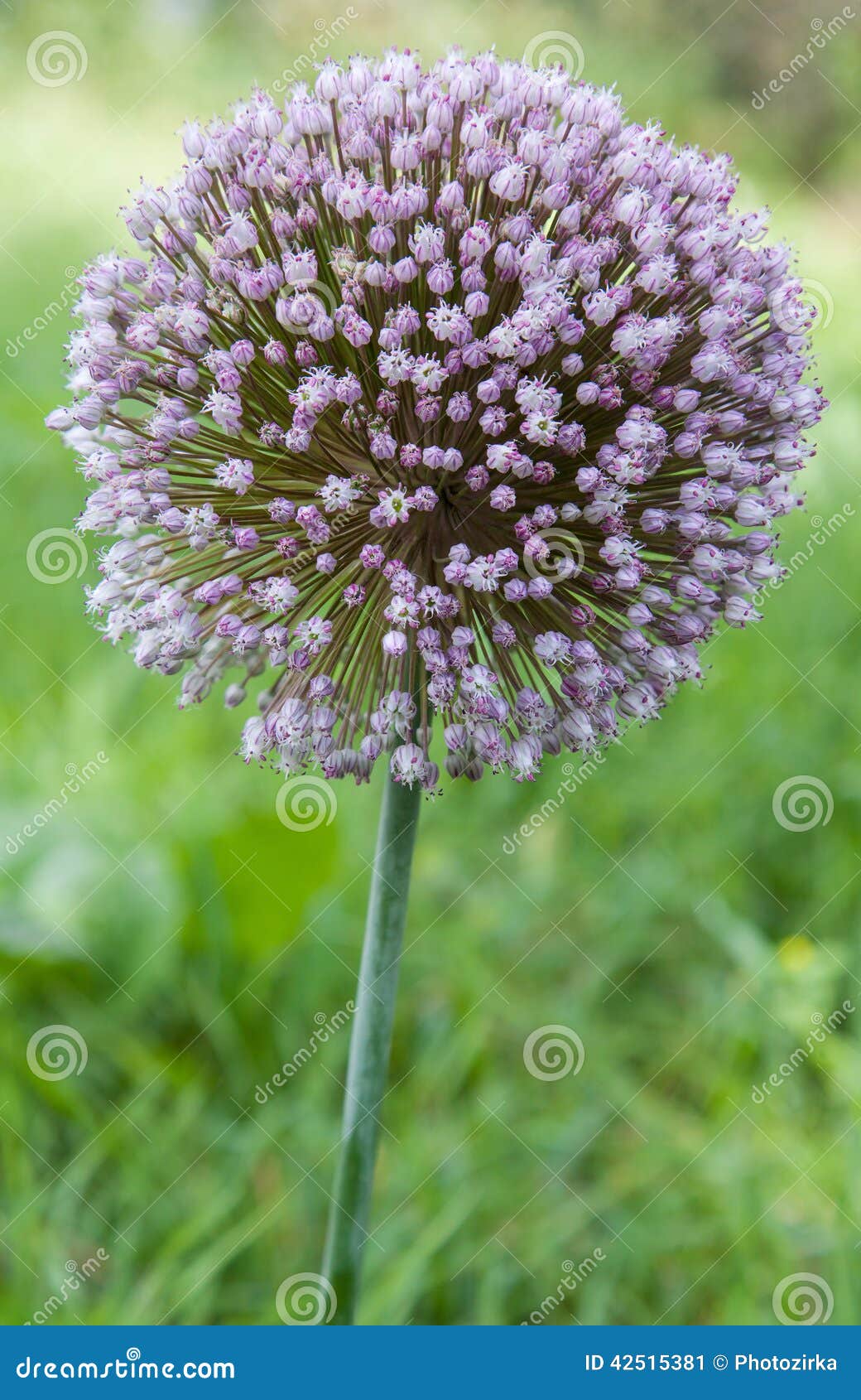 Gambi Di Fiore Della Cipolla Immagine Stock - Immagine di chiusura ...
