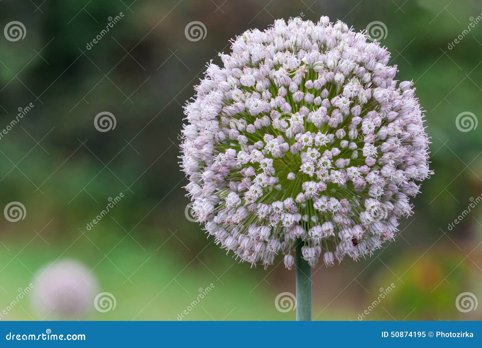 Gambi Di Fiore Della Cipolla Immagine Stock - Immagine di aperto ...