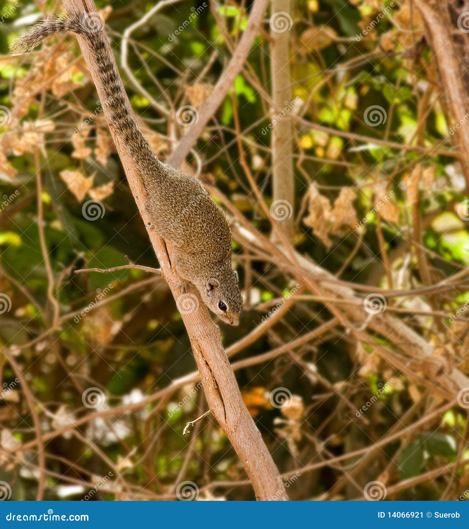Gambian Sun Squirrel stock image. Image of tree, wildlife - 14066921
