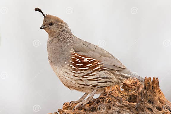 Gamble s Quail stock image. Image of gamble, plume, gambelii - 19278269