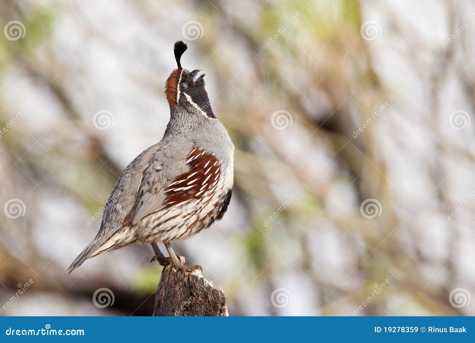 Gamble s Quail stock image. Image of tree, curve, quail - 19278359
