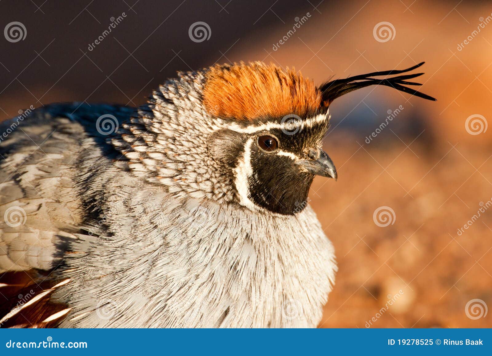 Gamble s Quail stock image. Image of brown, bird, head - 19278525