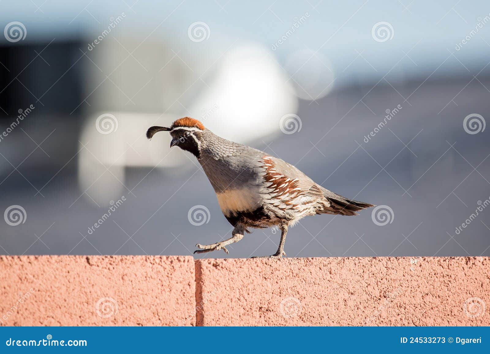 Gamble s Quail stock image. Image of america, plume, wildlife - 24533273