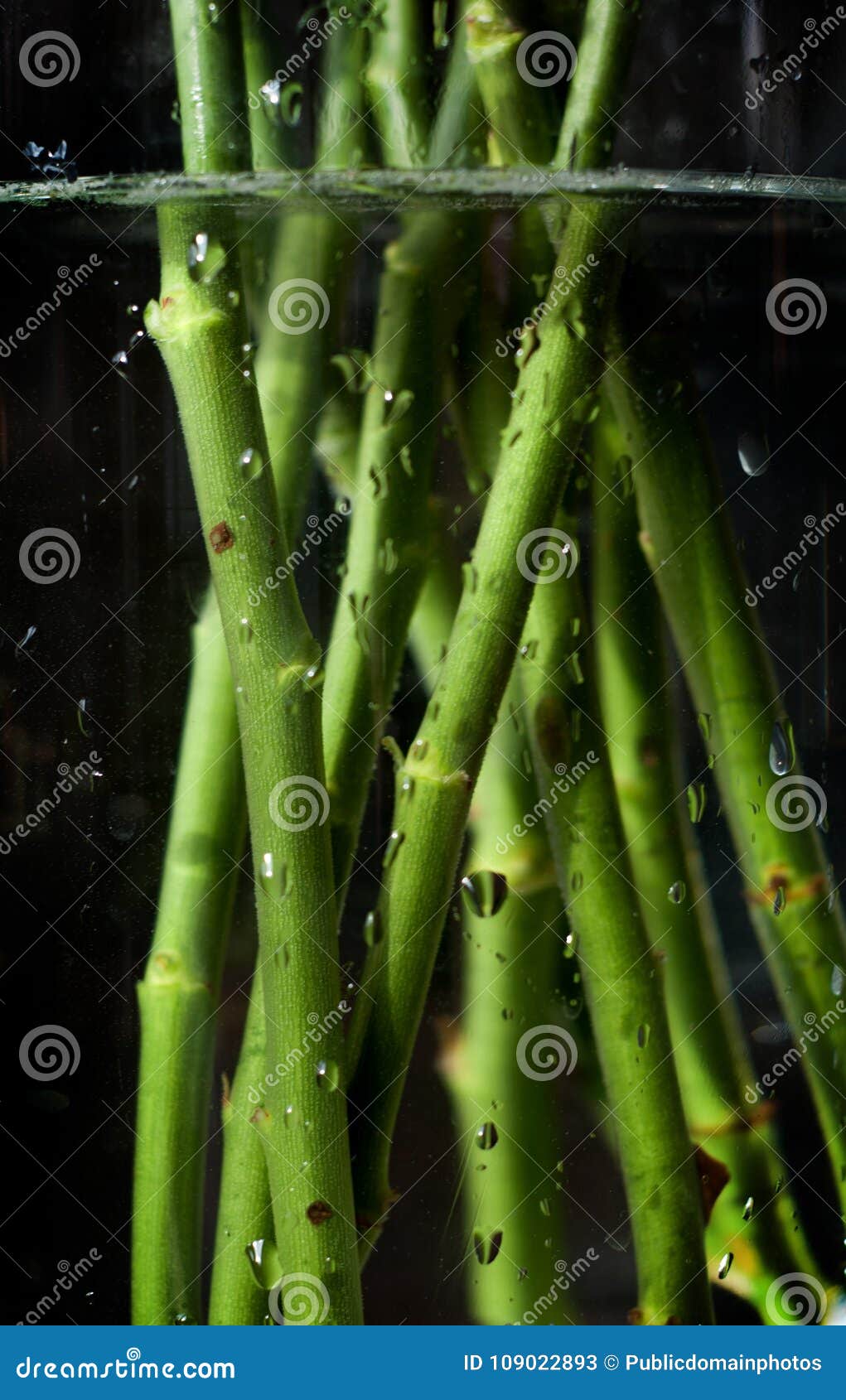 Gambo Della Pianta Immagine. Immagine: 109022893