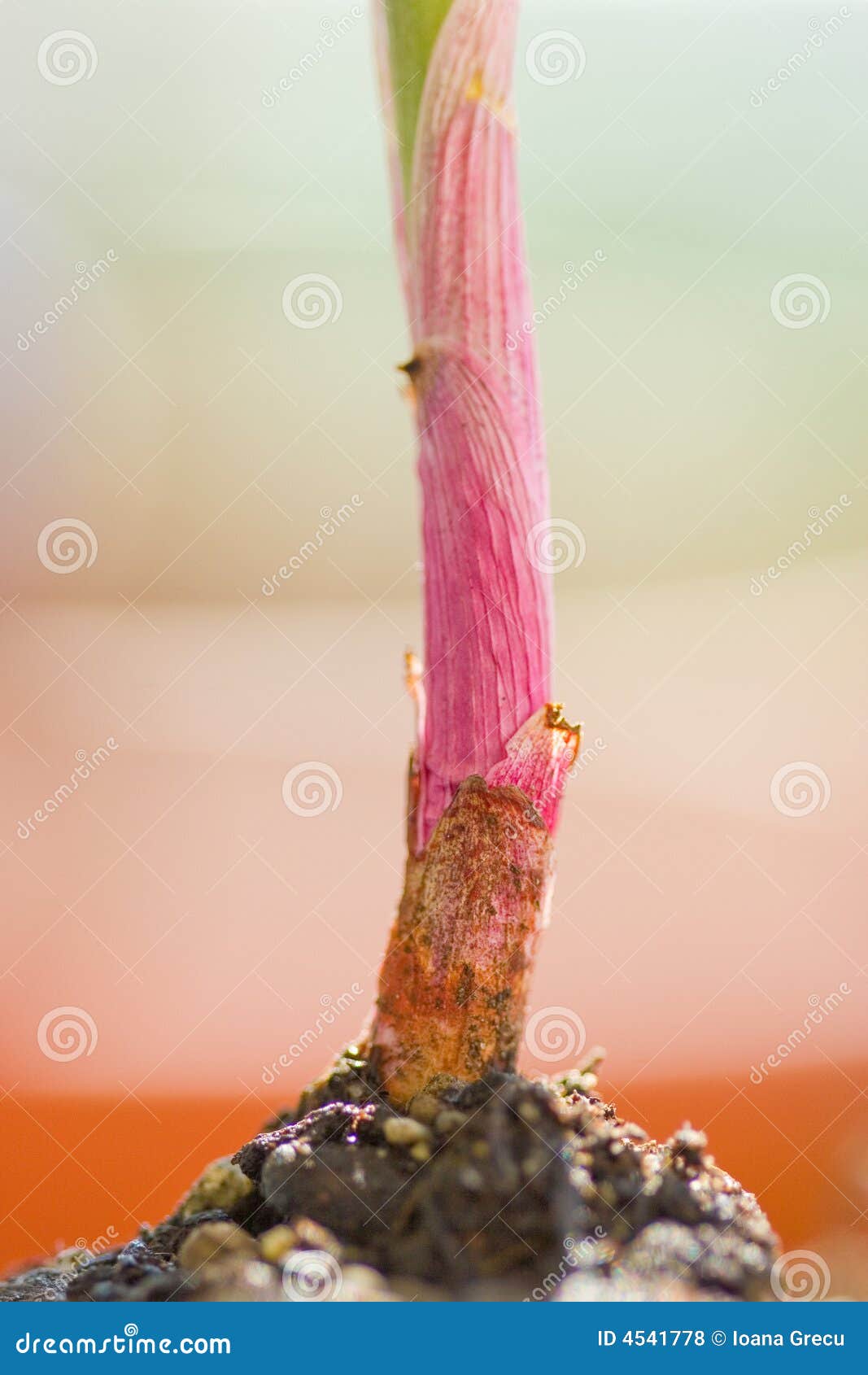 Gambo della pianta fotografia stock. Immagine di colore - 4541778