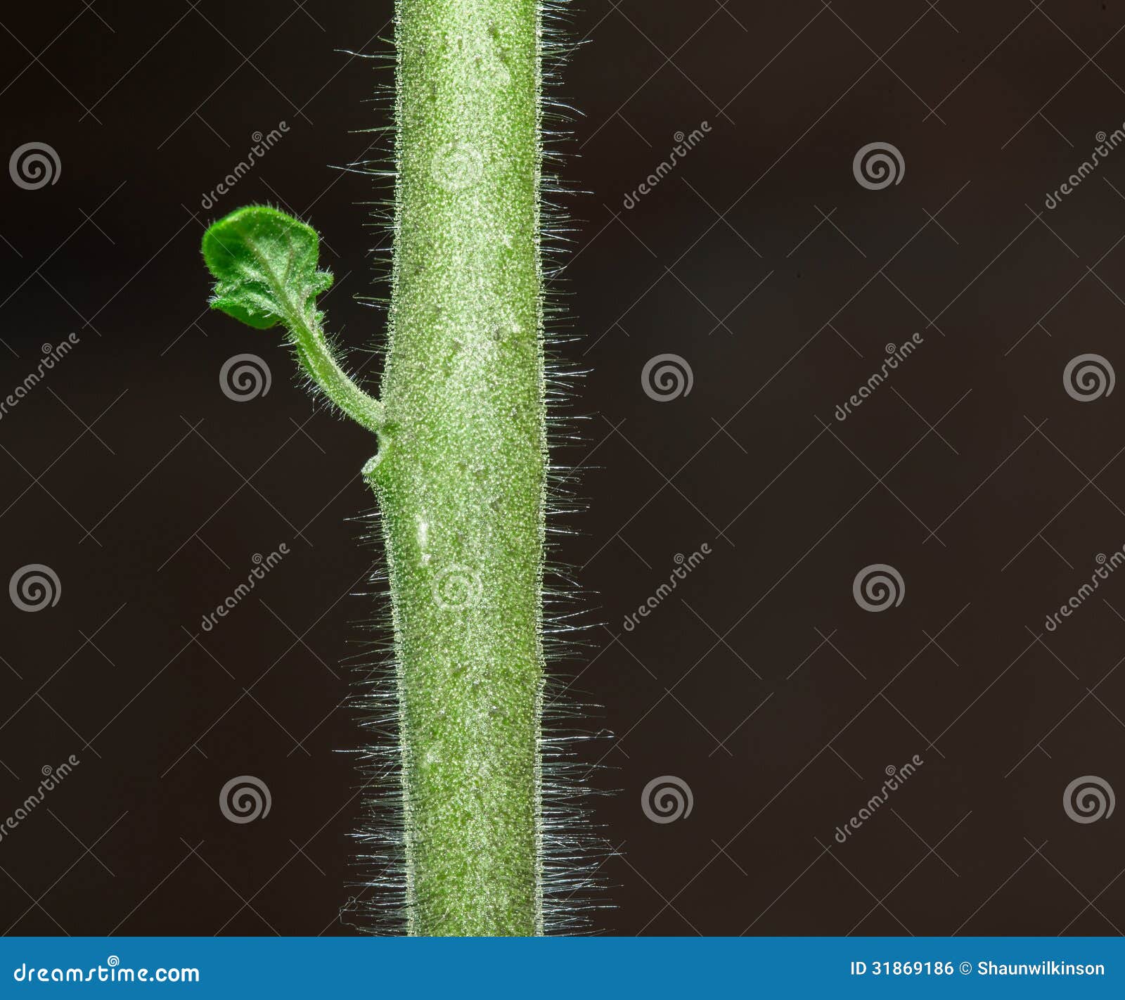 Gambo Della Pianta Di Pomodori Fotografia Stock - Immagine di foglio ...