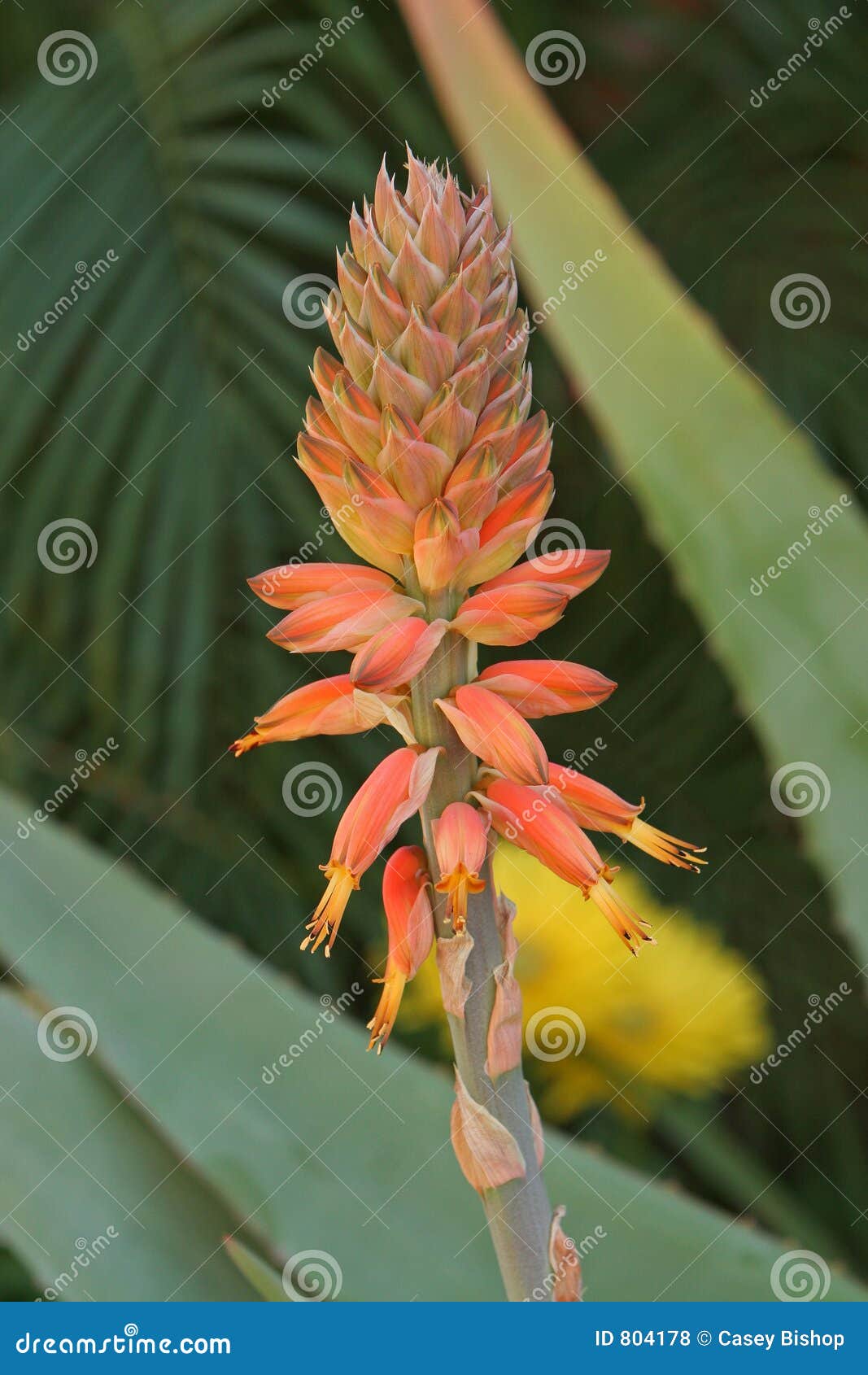 Gambo di fiore dell'aloe fotografia stock. Immagine di medicinale - 804178