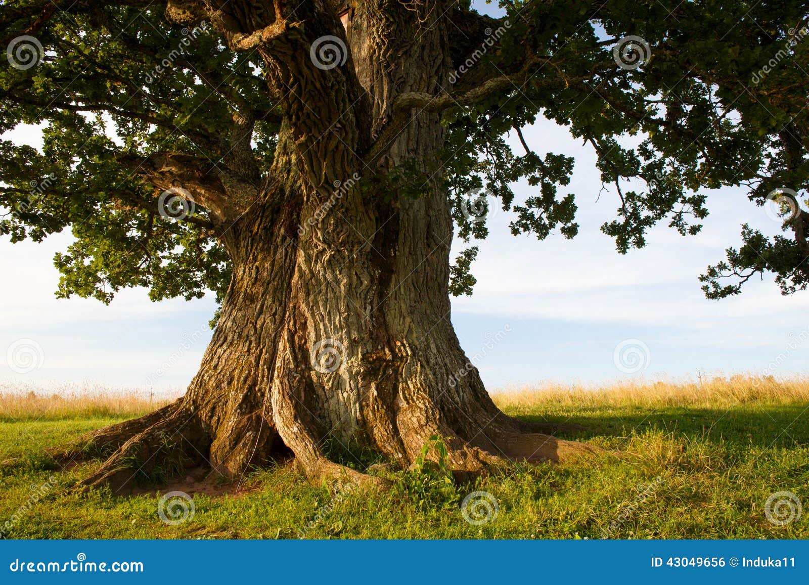 Gambo di grande quercia fotografia stock. Immagine di quercia - 43049656