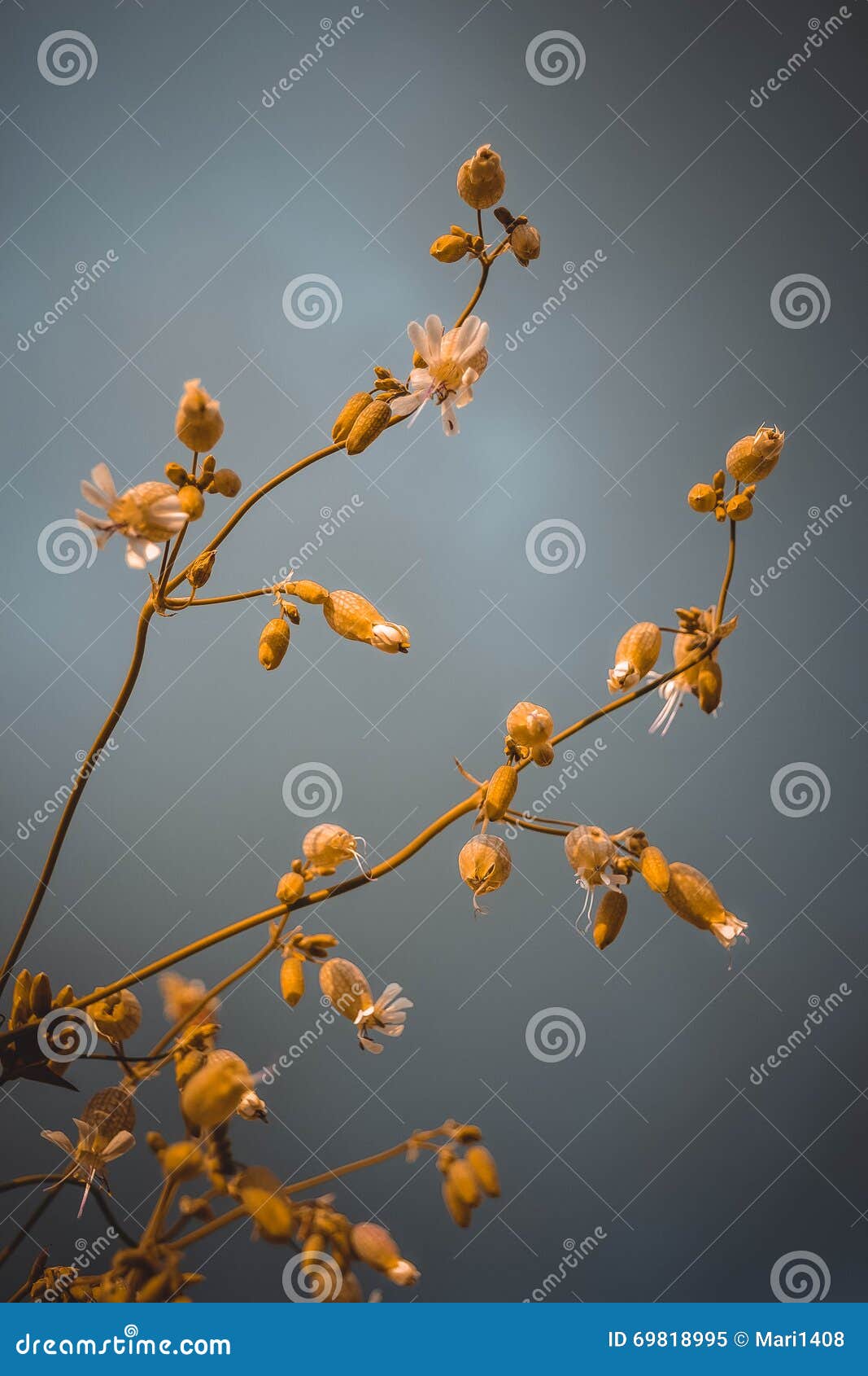 Gambo Di Una Pianta Con I Germogli Immagine Stock - Immagine di petali ...
