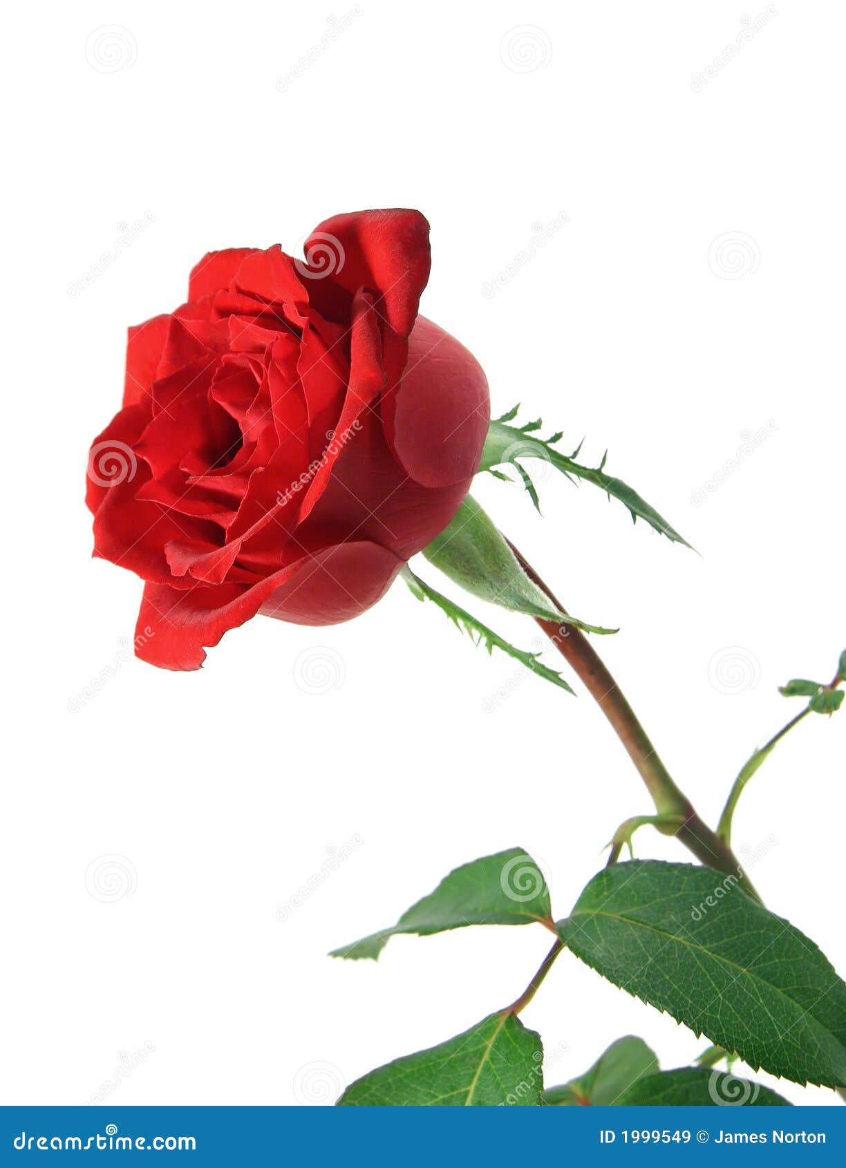 Gambo lungo Rosa immagine stock. Immagine di amare, contesto - 1999549