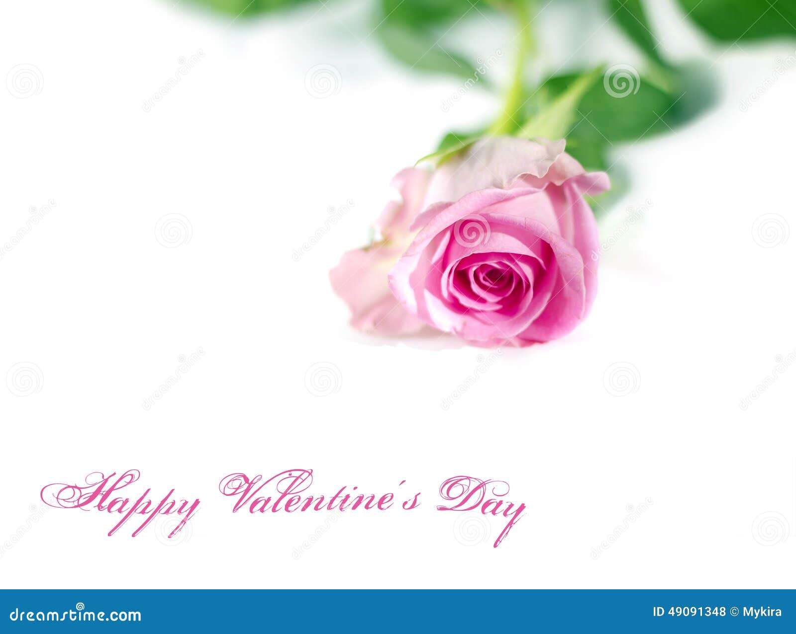 Gambo Rosa Di Rosa Su Bianco Fotografia Stock - Immagine di ...