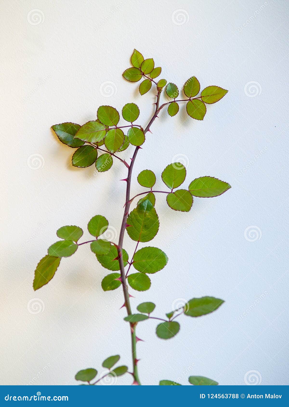Gambo Rosa Lungo Su Fondo Bianco Fotografia Stock - Immagine di ...