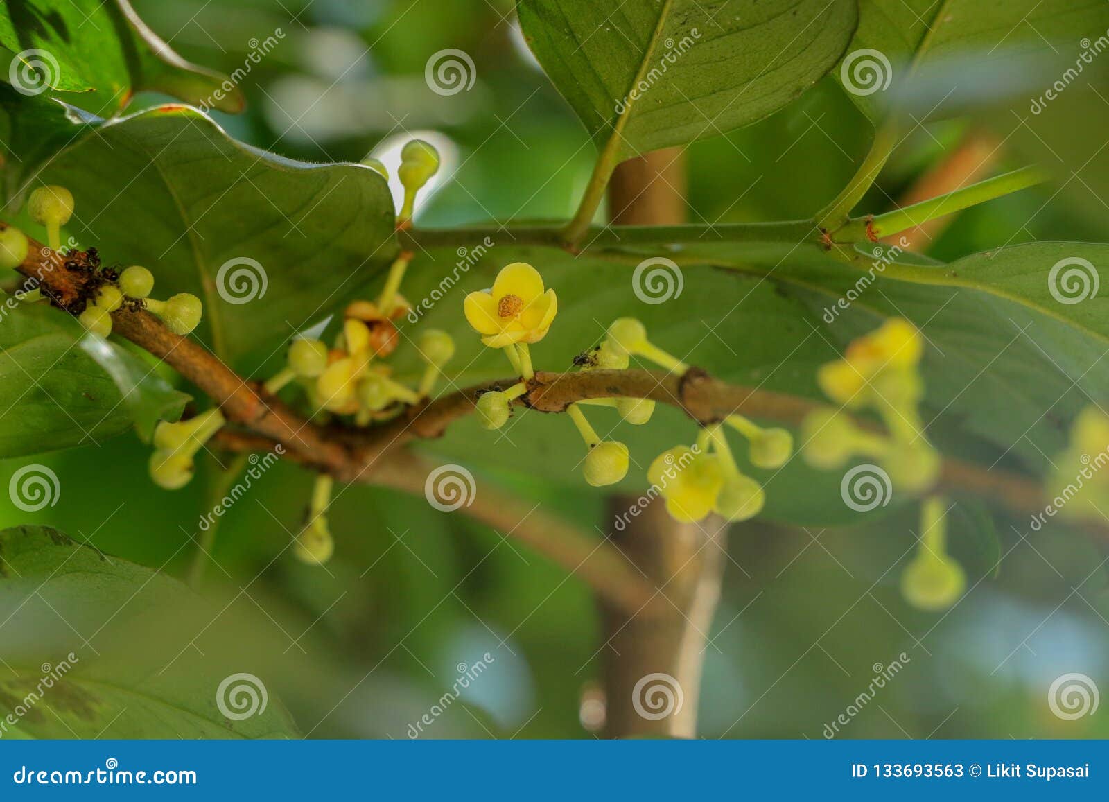Leaf Gamboge Tree in Thailand Stock Image - Image of detail, flower ...