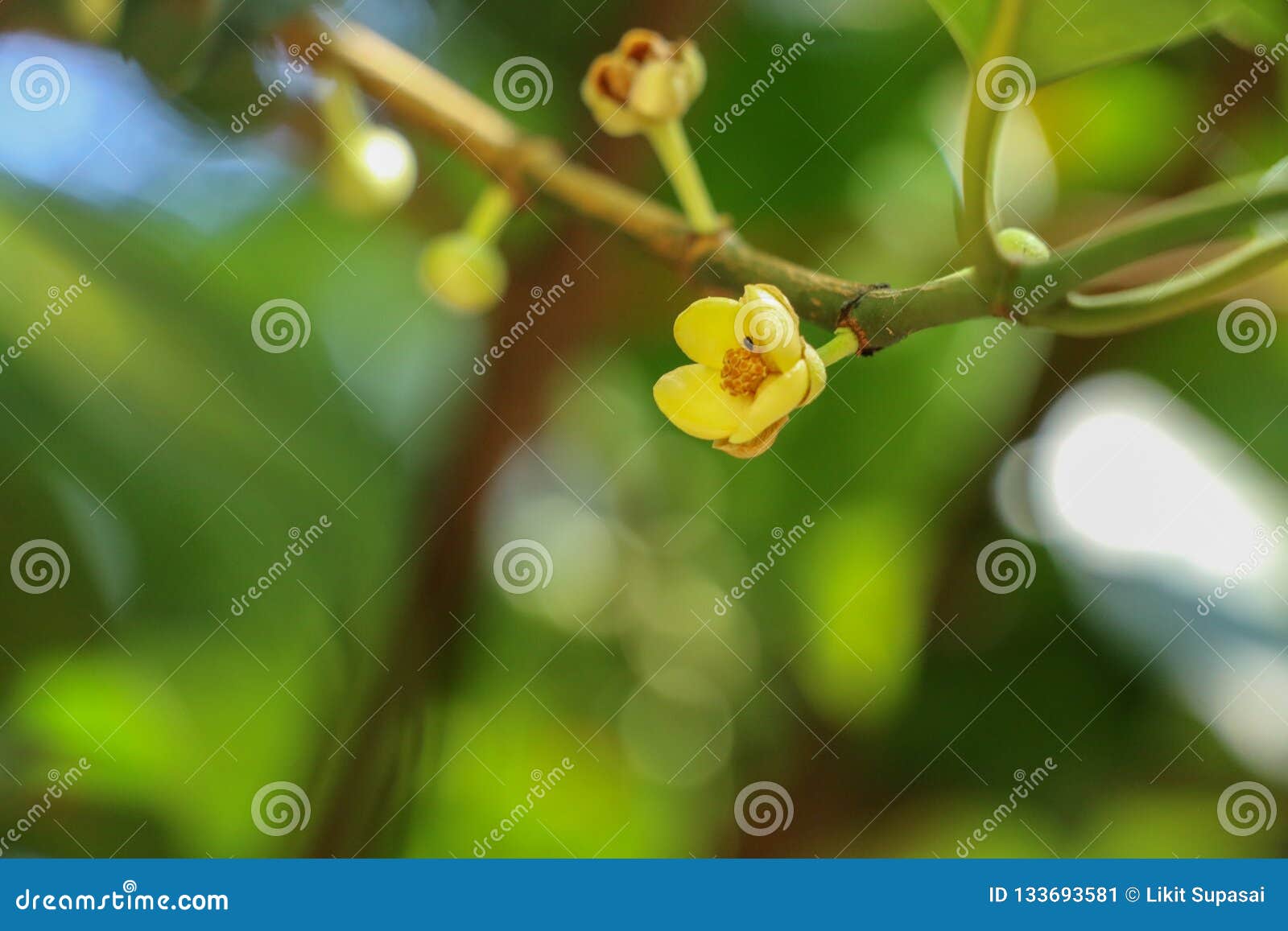 Leaf Gamboge Tree in Thailand Stock Image - Image of natural, tree ...
