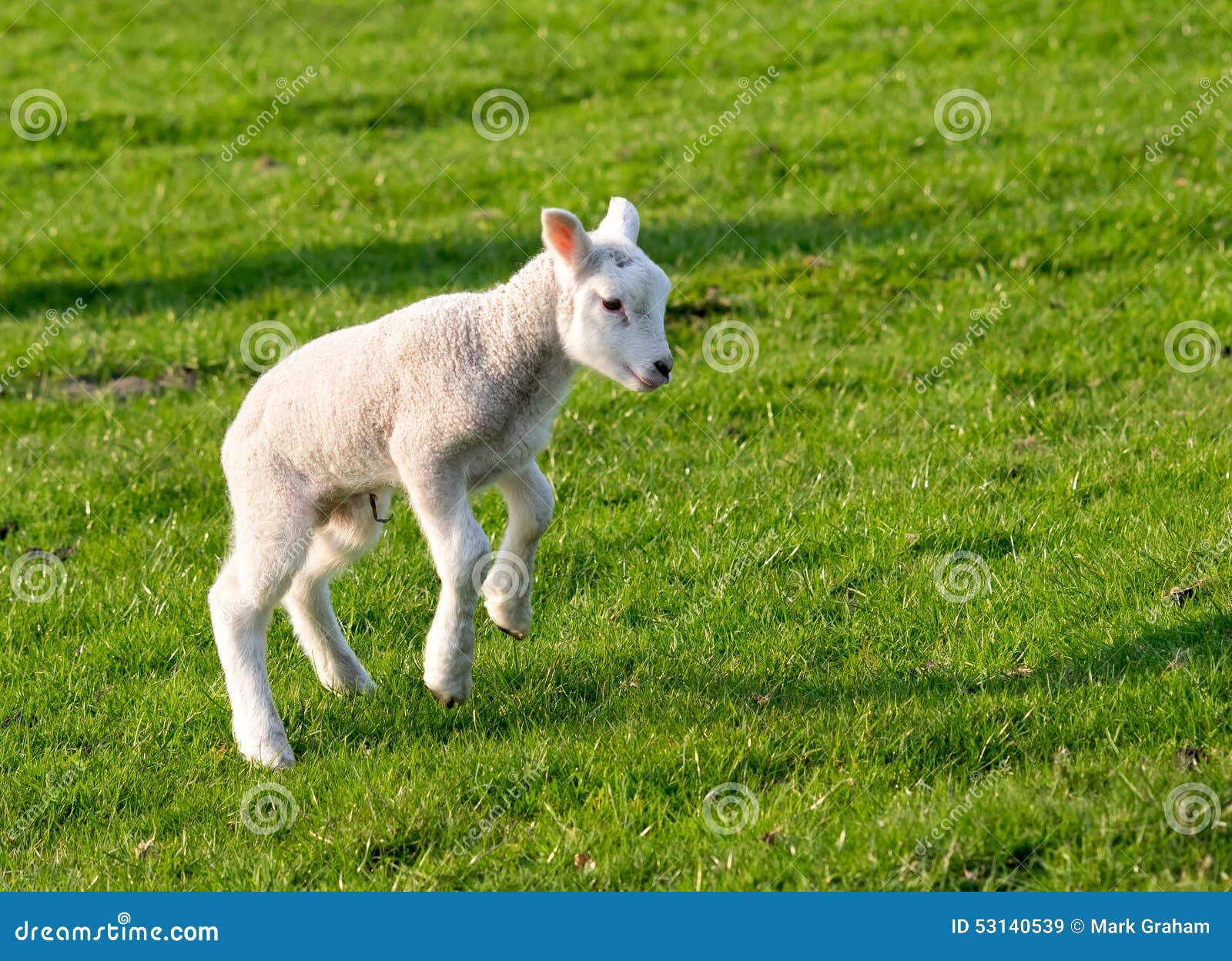 Gambolling lamb stock image. Image of curious, face, field - 53140539
