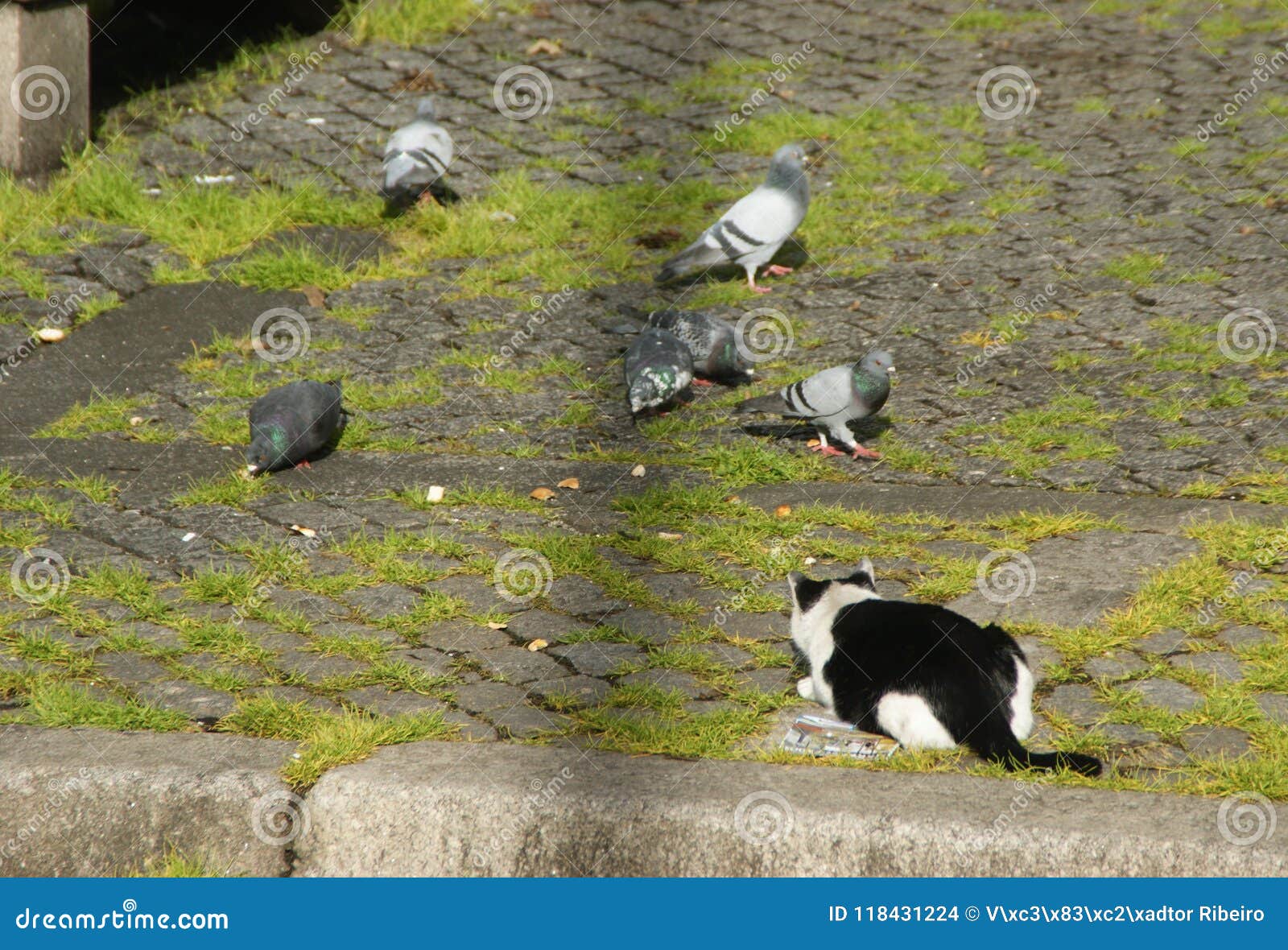 The cat and the pigeons.. stock photo. Image of hunts - 118431224