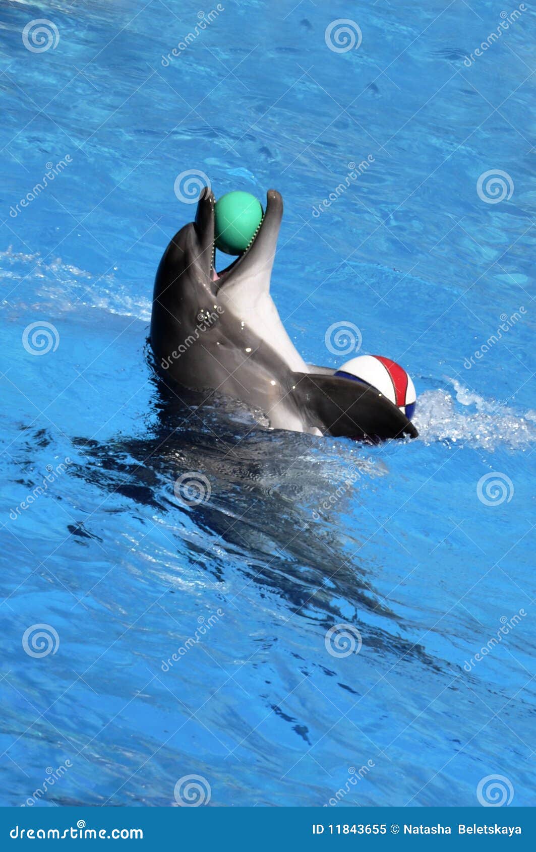 Game of the dolphin stock image. Image of water, life - 11843655