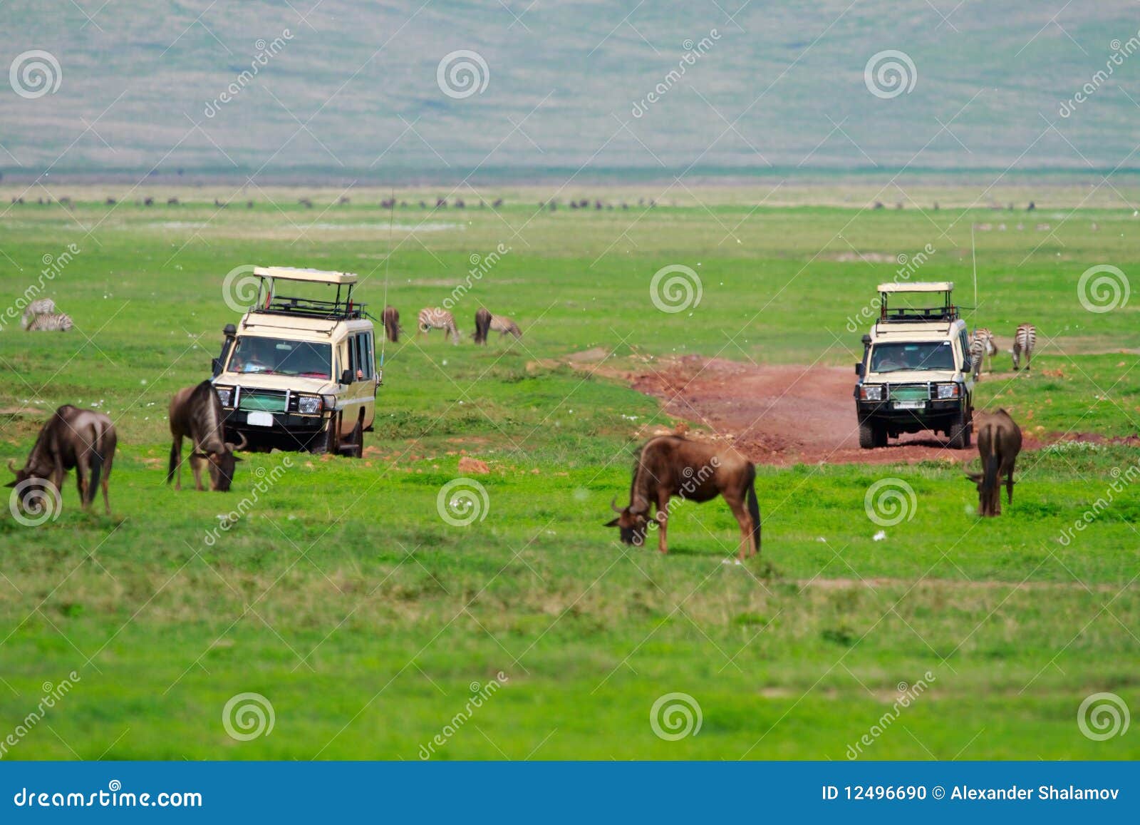 Game drive stock photo. Image of driving, journey, road - 12496690