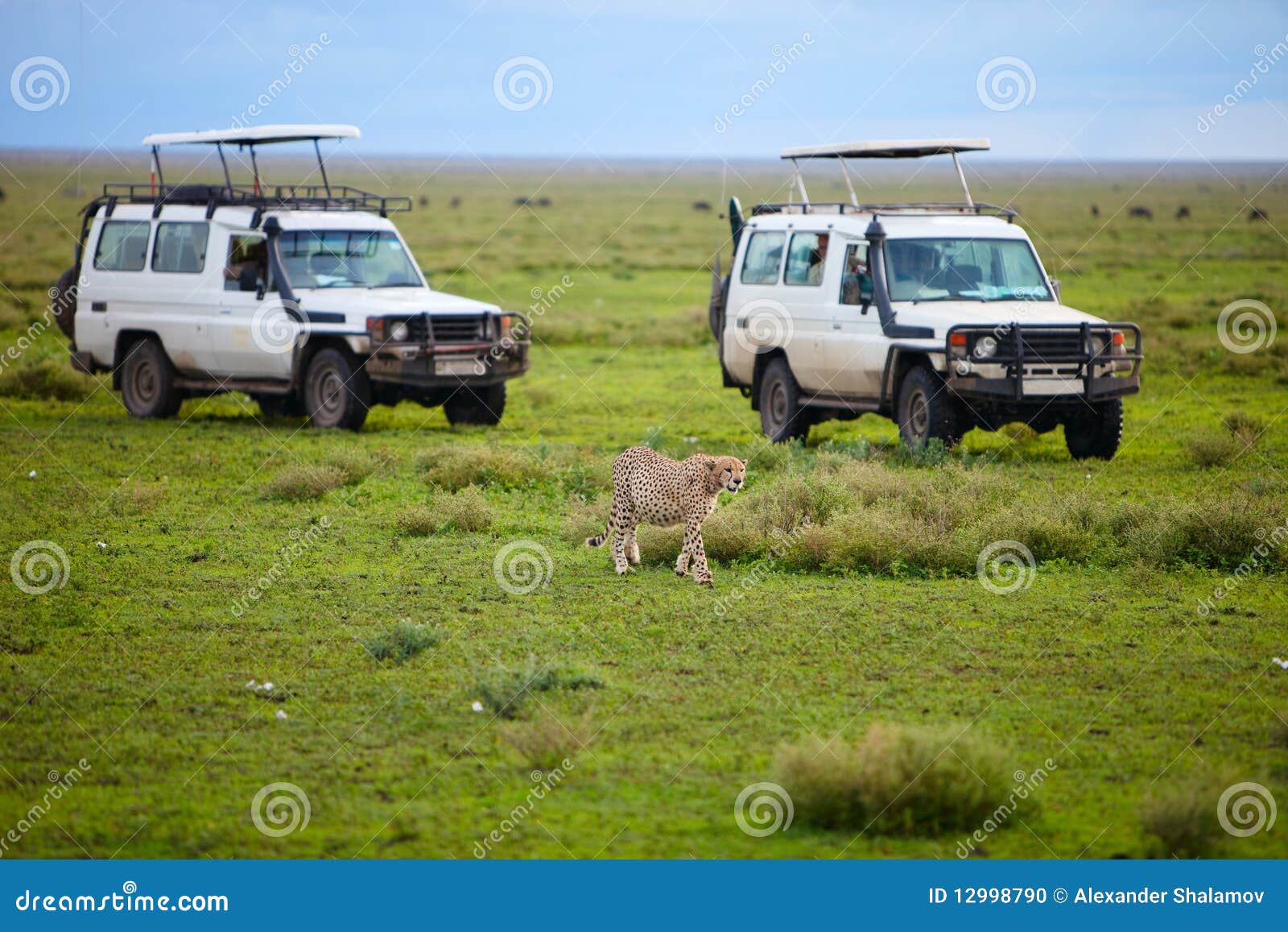 Game drive stock photo. Image of nature, journey, animal - 12998790