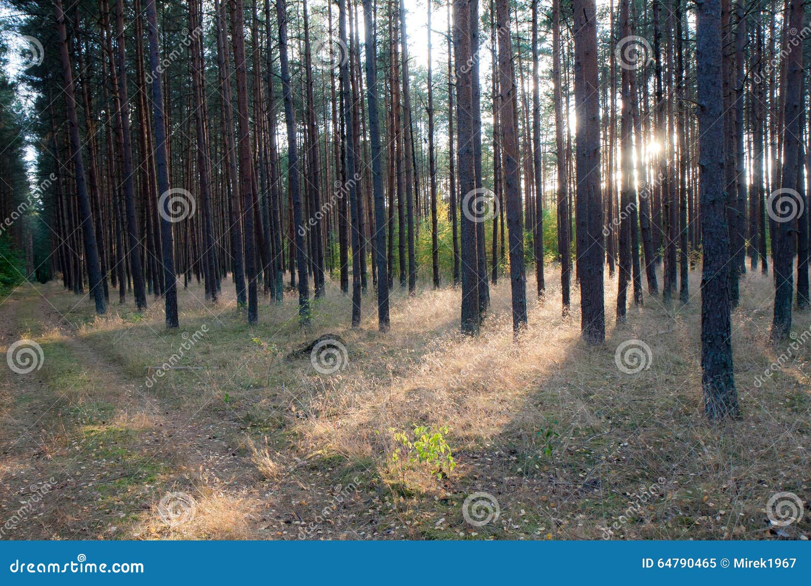 Game of light stock image. Image of lane, light, evening - 64790465