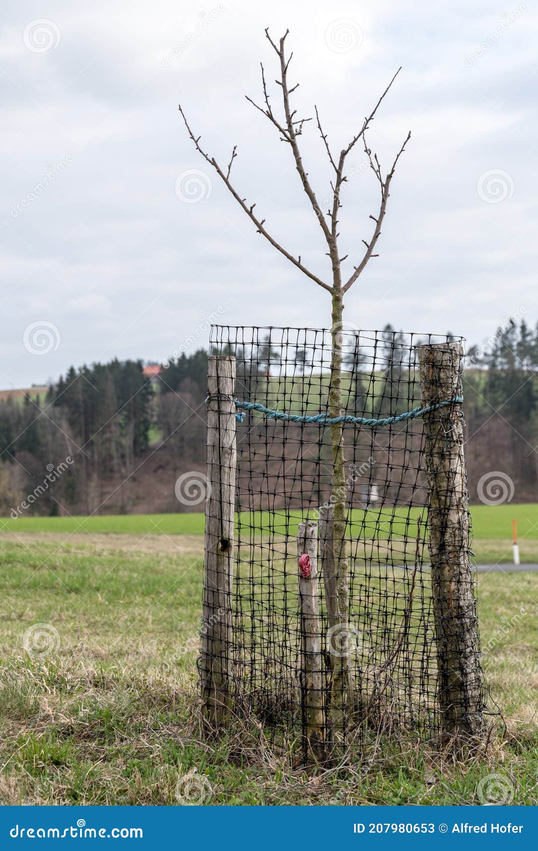Game Protection for Fruit Tree Stock Image - Image of stockade ...