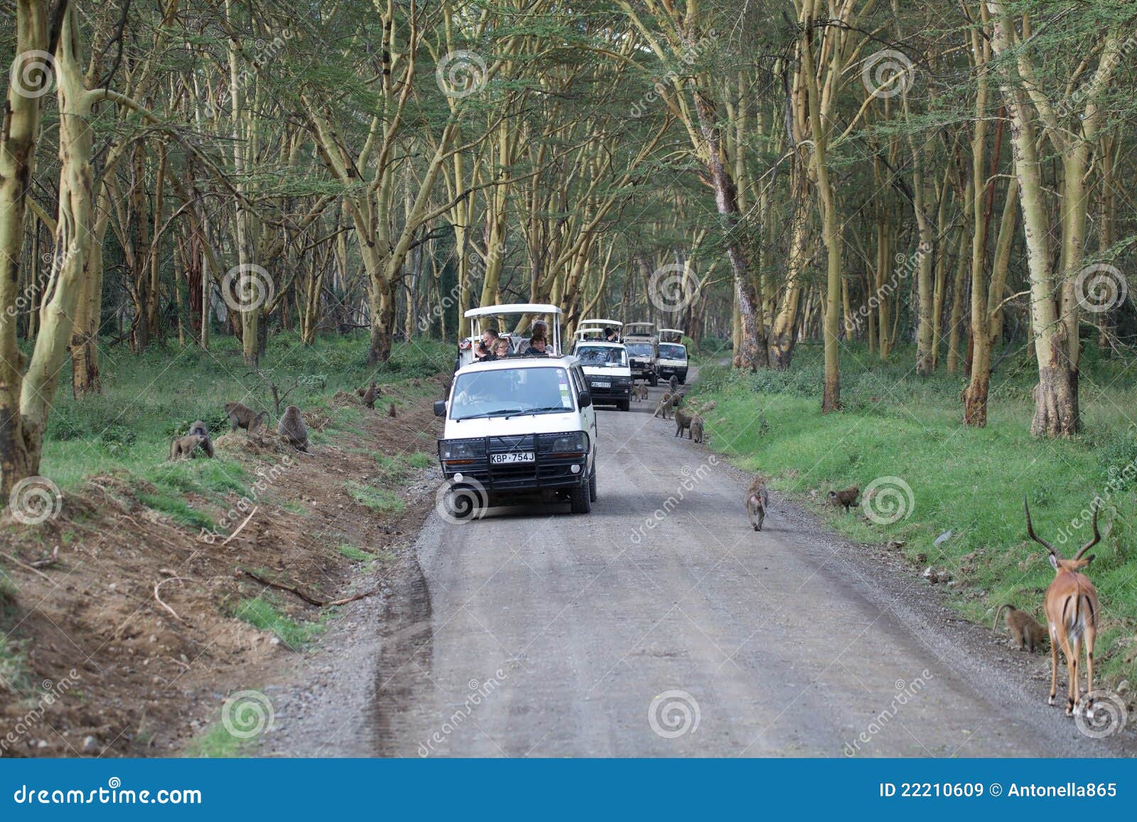 Game Viewing Vehicle in the Forest Editorial Stock Image - Image of ...
