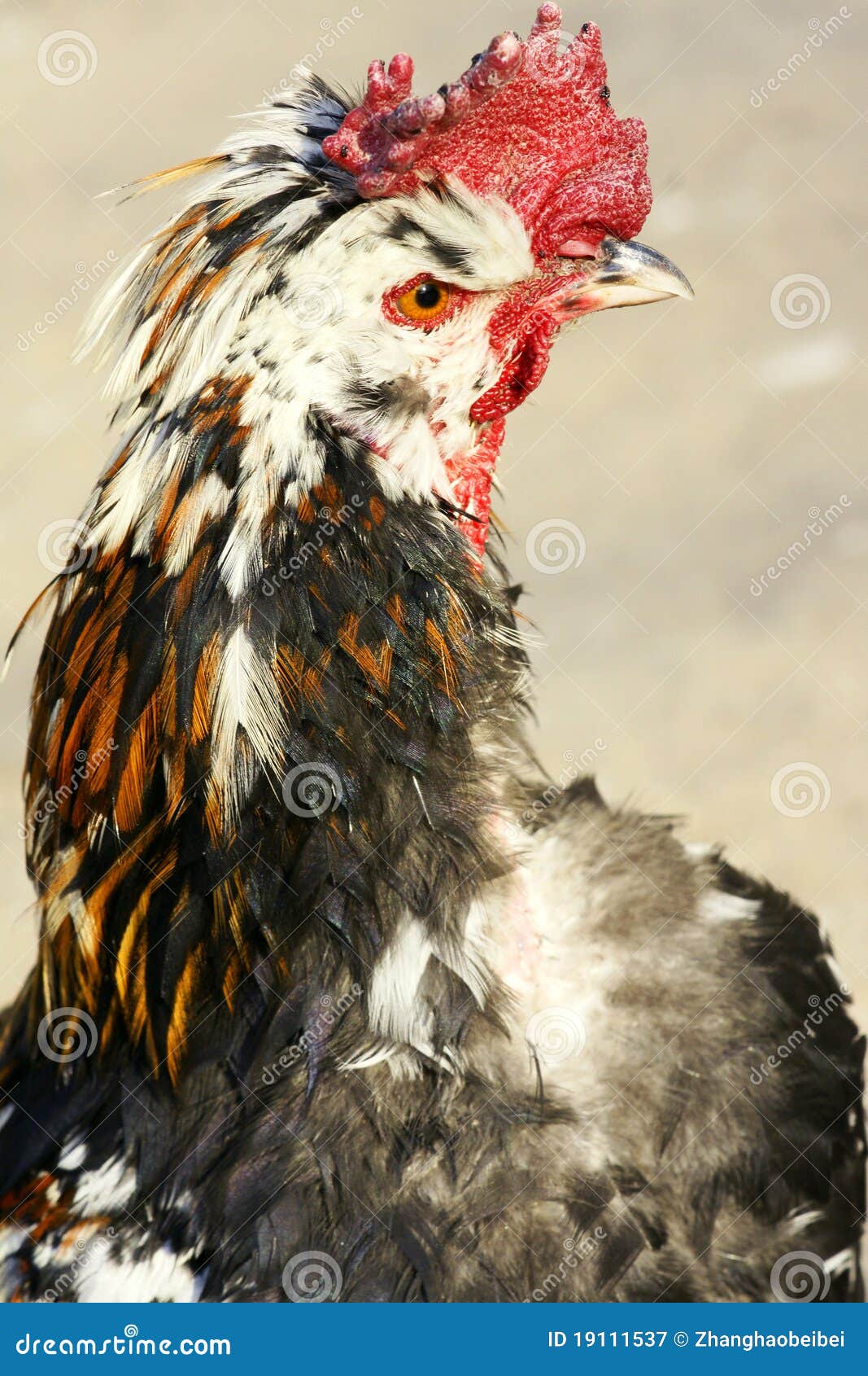 Gamecock stock image. Image of close, rooster, macro - 19111537