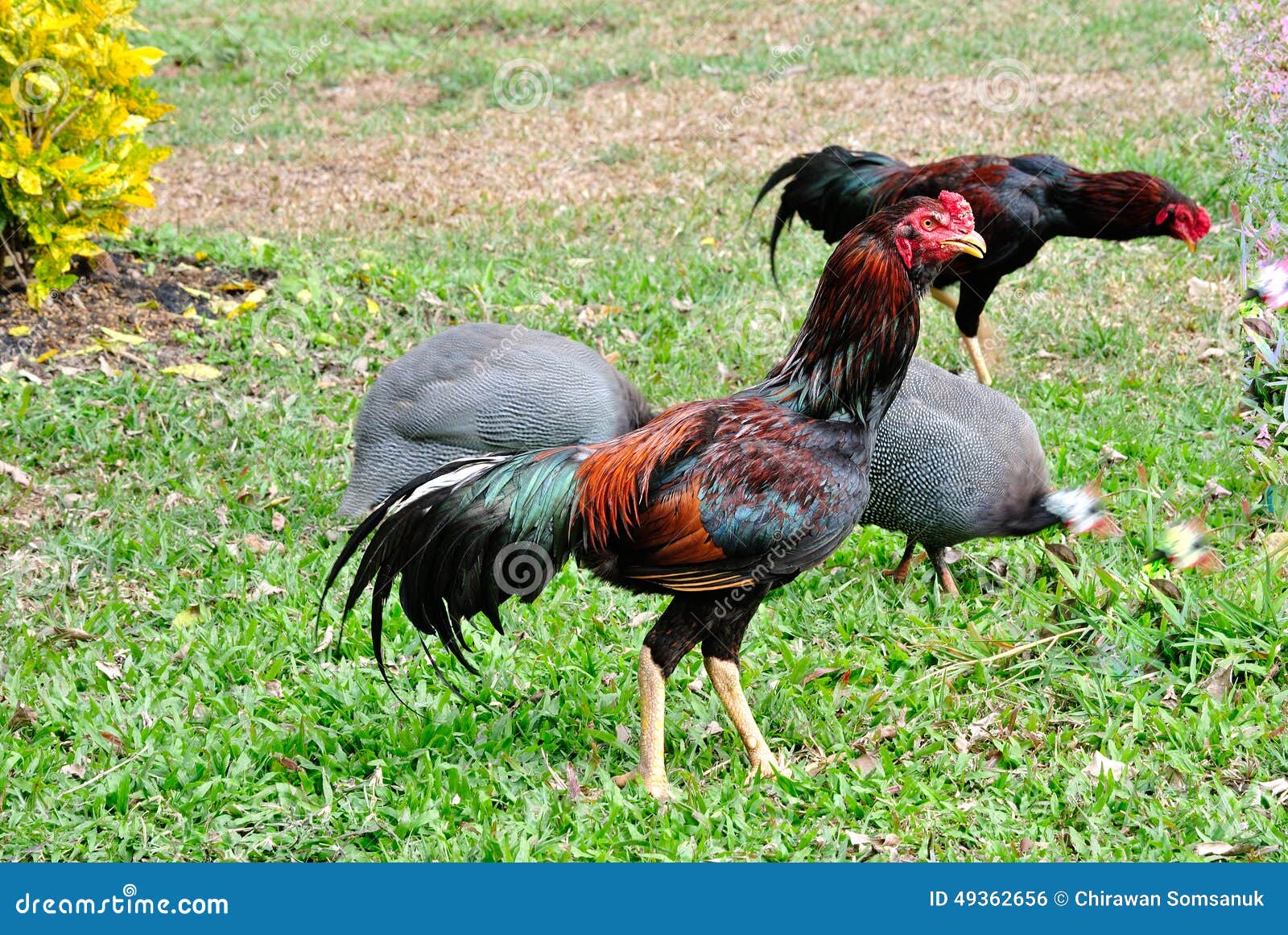 Gamecock foto de stock. Imagem de plumagem, pluma, combate - 49362656