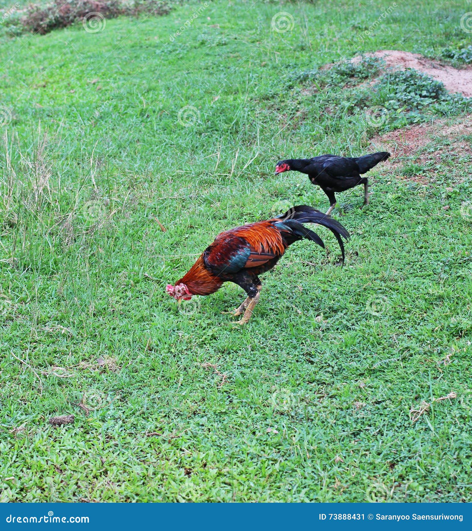 Gamecock imagen de archivo. Imagen de pico, poultry, mascotas - 73888431