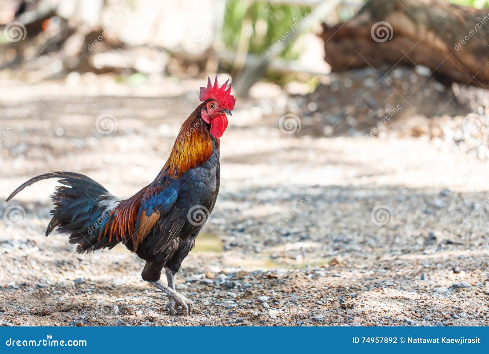 Gamecock photo stock. Image du nature, aile, marche, pets - 74957892