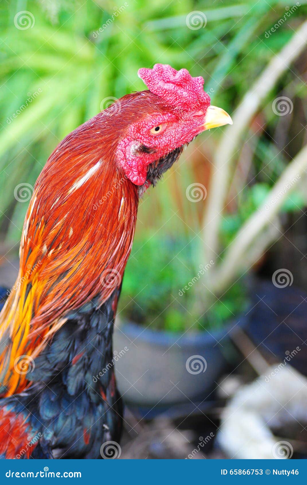 Gamecock colors stock image. Image of strolling, macro - 65866753
