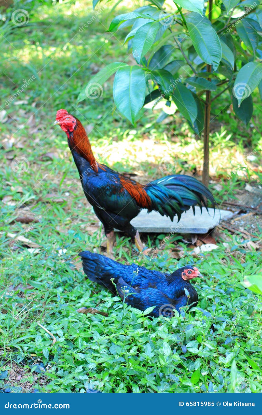 Gamecock stock image. Image of gamecock, local, beautiful - 65815985