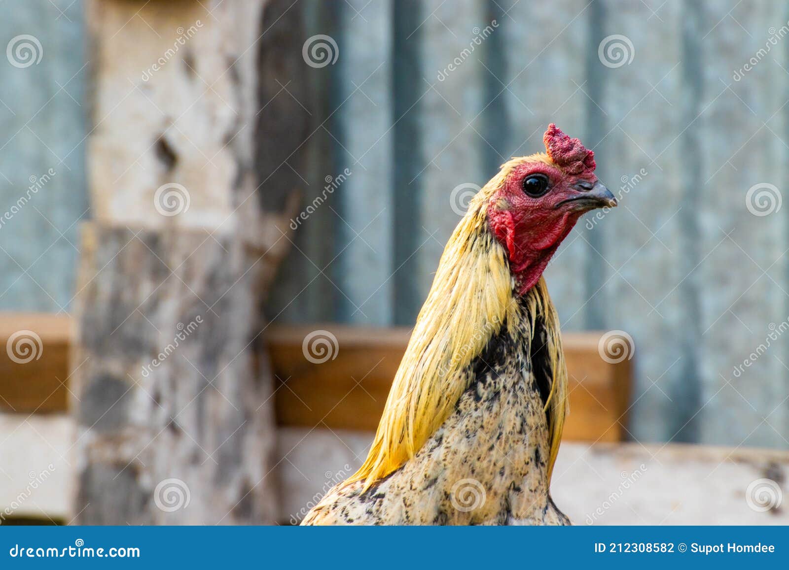 Gamecock. stock photo. Image of rural, poultry, fighting - 212308582