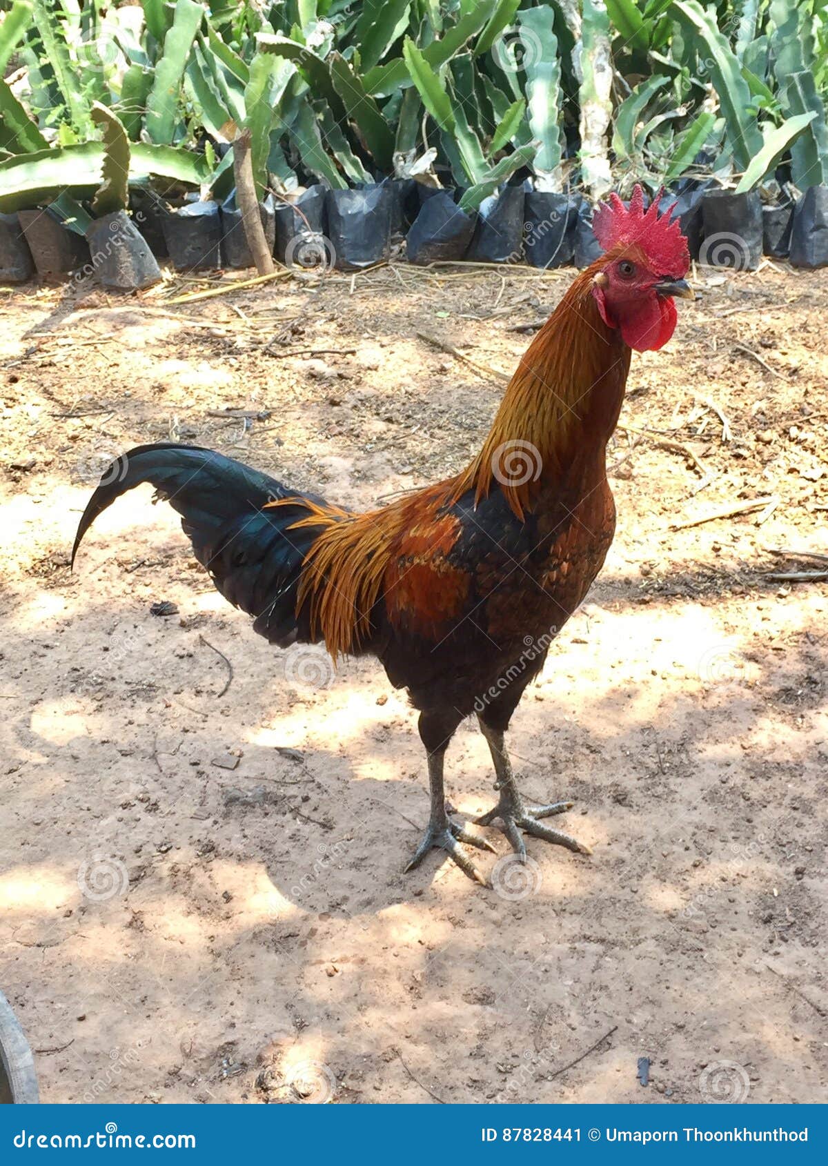 Gamecock stock image. Image of livestock, fowl, galliformes - 87828441