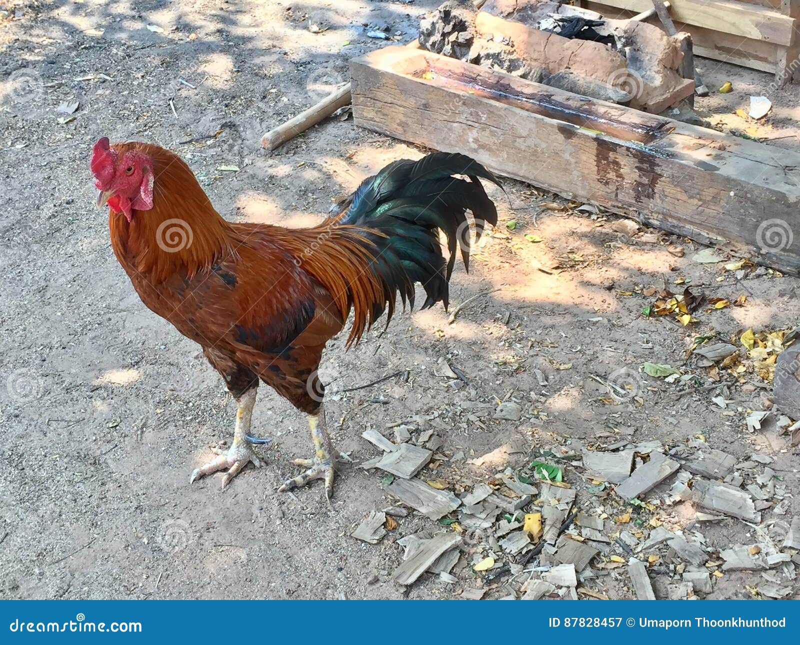 Gamecock stock image. Image of galliformes, brown, bird - 87828457